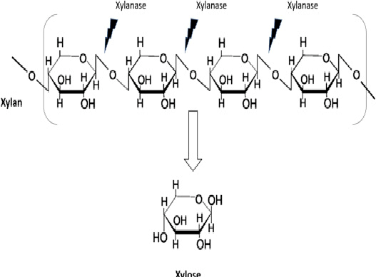 Xylanases Enzyme - fermoxyme